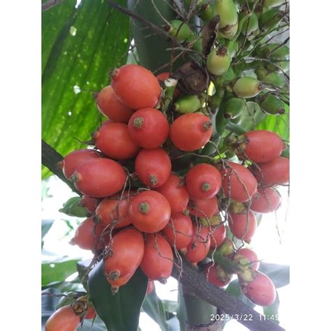 Jual Pinang Tua Jambe Rende Mini Merah Tua 200 Gr Shopee Indonesia