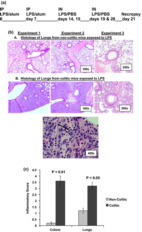 Diagram For The Procedure For Treating Mice With Bacterial Endotoxin Download Scientific