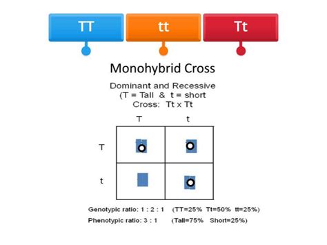 Monohybrid Cross Labelled Diagram