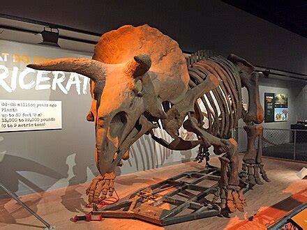 Triceratops Wikipedia