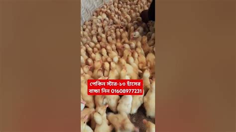 মাত্র ৪৫ দিনে ৩ কেজি ওজন হওয়া পেকিন স্টার হাঁসের বাচ্চা নিন। Hasher Basha Piking Hasher Khamar