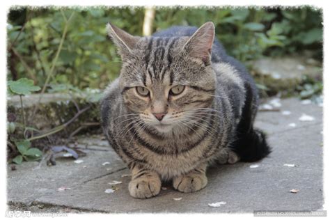 猫摄影图 家禽家畜 生物世界 摄影图库 昵图网