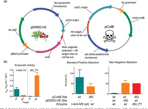 Figure 1 From Reprogramming Homing Endonuclease Specificity Through Computational Design And