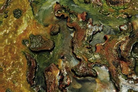 How To Quickly Get Rid Of Algae From Well Water Water Purification Guide