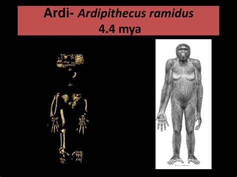 Ppt Evidence For Evolution Powerpoint Presentation Free Download
