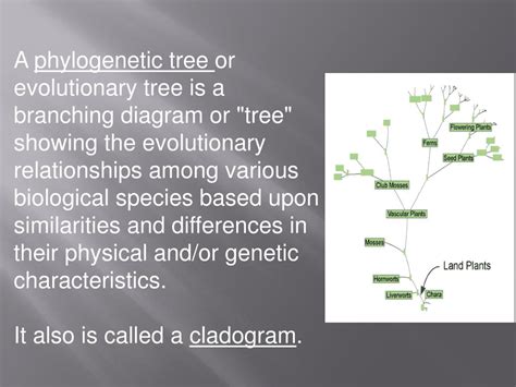 Ppt Phylogenetic Tree Powerpoint Presentation Free Download Id 2506501