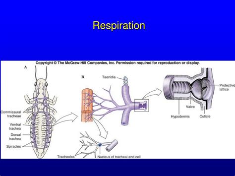 Ppt Phylum Arthropoda Subphylum Uniramia Powerpoint Presentation