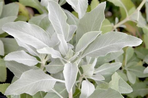 White Sage How To Grow Care For And Use Plantura