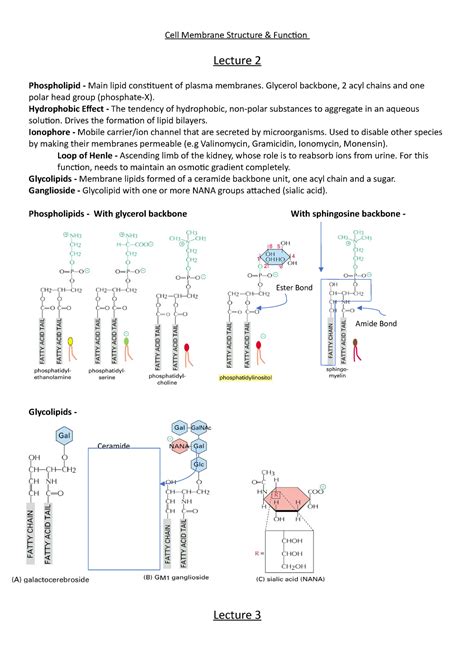 cell membrane structure and function notes cell membrane structure andamp