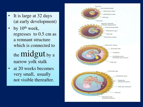 Ppt Fetal Membranes Powerpoint Presentation Free Download Id2278164