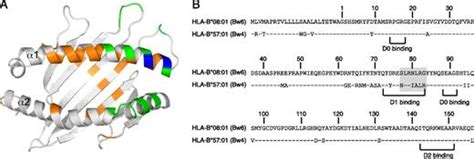 The Interaction Of Kir3dl1 001 With Hla Class I Molecules Is Dependent Upon Molecular