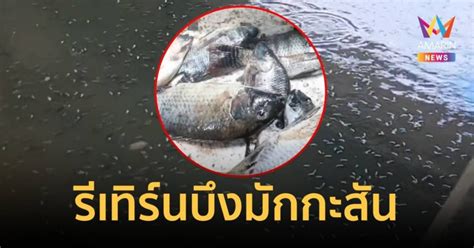 ปลาหมอคางดำบุกกรุง เกลื่อนบึงมักกะสัน