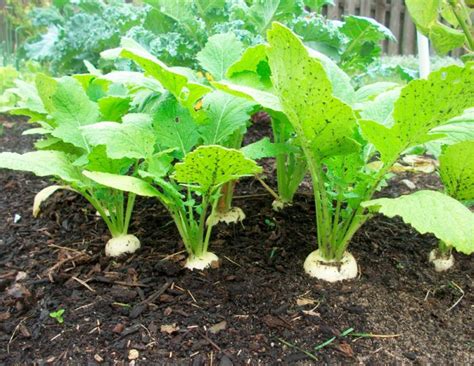 Репа: посадка и уход в открытом грунте, выращивание рассады