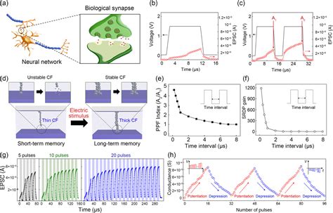 Biodegradable And Flexible Polymer‐based Memristor Possessing Optimized Synaptic Plasticity For