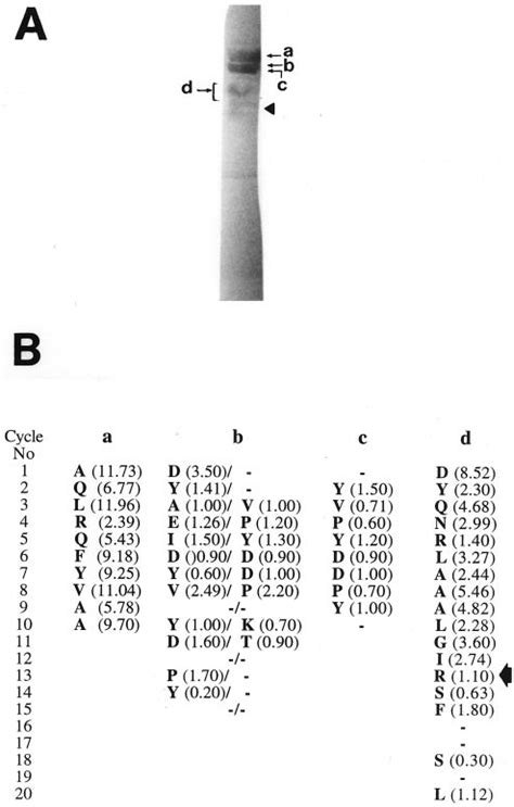 Identification Of The Proteolytic Cleavages Of The Factor V Molecule By Download Scientific