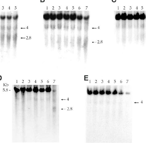 Dnase I Sensitivity Of The H19 Gene Dnase I Sensitivity Was Analyzed