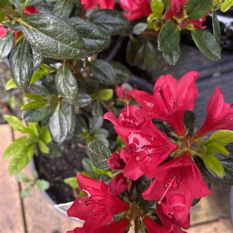 Azalea Wards Ruby 2l Lushingtons
