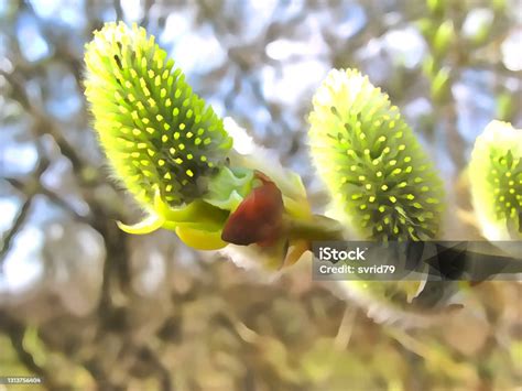 수채화 숲 풍경 고양이와 버드 나무의 꽃 가지 고양이에 꽃가루 버드 나무 꽃 이른 봄에 디지털 페인팅 일러스트레이션 수채화 도면 자연 경관 Catkin에 대한 스톡 사진 및
