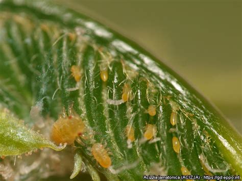 Acizzia Jamatonica Acizja [photos] Eppo Global Database