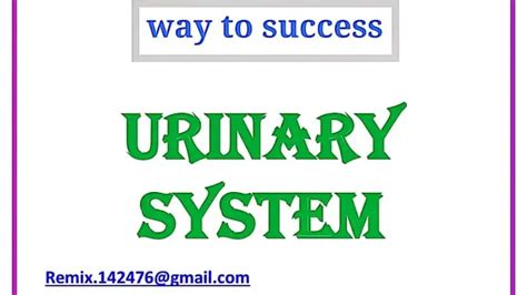 Urinary System Ppt Pdf Slides