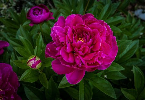 ফুলের ছবি সুন্দর সুন্দর পিক