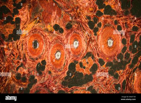 Skin Cells Microscope High Resolution Stock Photography And Images Alamy