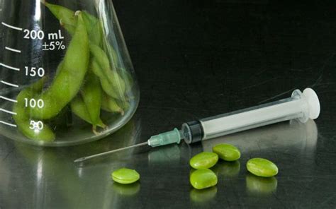 Genetically Modified Soybean Alchetron The Free Social Encyclopedia
