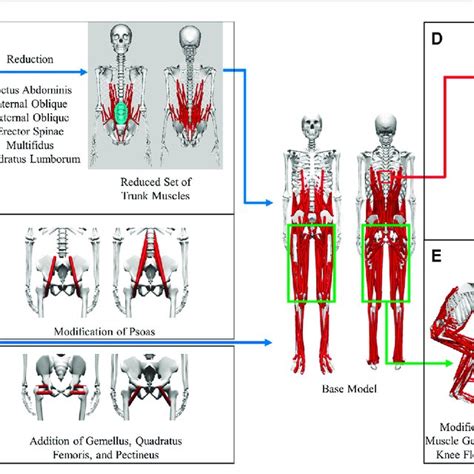 Development Of The Base Model From Generic Models A Transfer Of A