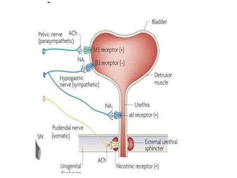 Urinary Bladder Anatomy And Physiology Pptx Brain And Nervous
