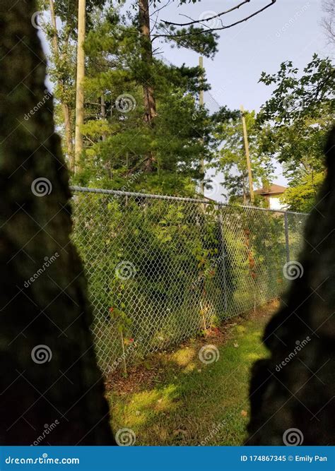 Between Two Tree Branch Stock Image Image Of Nature