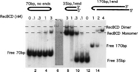 End Specific Binding By Recbcd Enzyme Monomers Dna Species Were