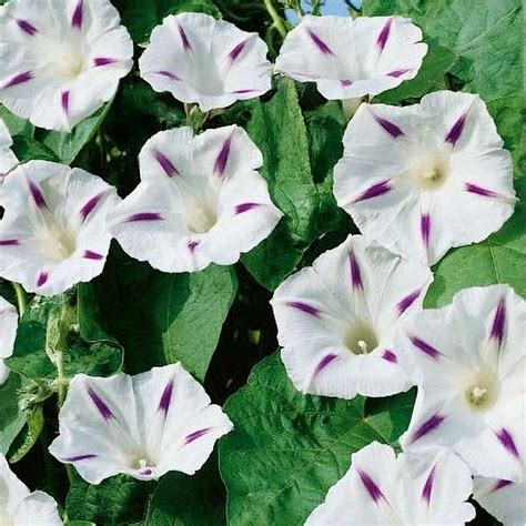 Morning Glory Milky Way Seeds Theseedstoreeu