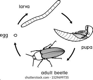 Nematode Stages Larval Ova Figure Parasitology Ii Sketch Coloring Page