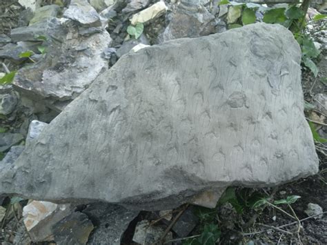 Lepidodendron Aculeatum Lovecpokladu Cz