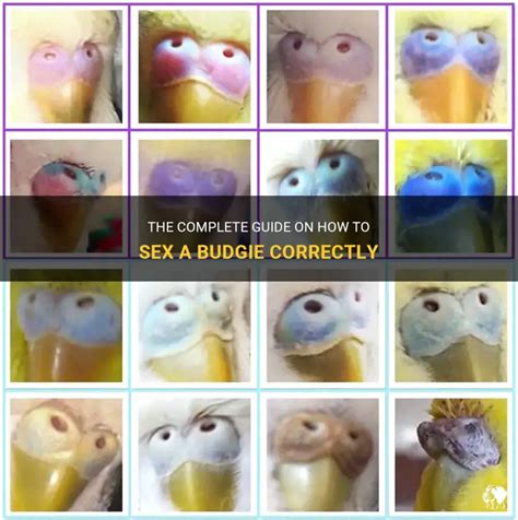 The Complete Guide On How To Sex A Budgie Correctly PetShun