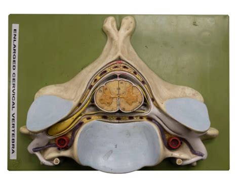 Practical 1 C2 Model Quiz
