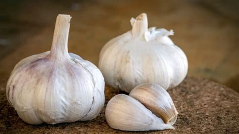Названо просте добриво завдяки якому можна збільшити врожай часнику Читайте на Ukr Net