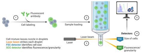 Flow Cytometry Basics Data Interpretation And Antibody Choice