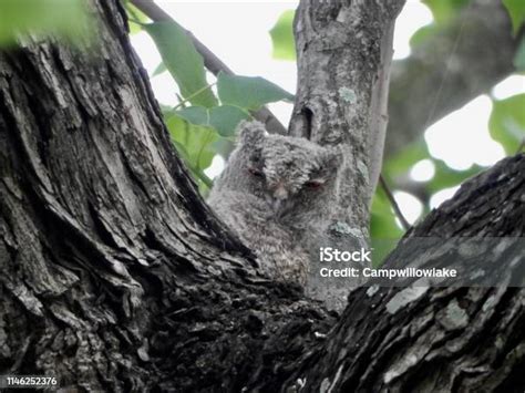 활기찬 녹색과 질감의 나무의 배경과 동부 스크리 흐 올빼미와 Owlets 0명에 대한 스톡 사진 및 기타 이미지 0명 고리