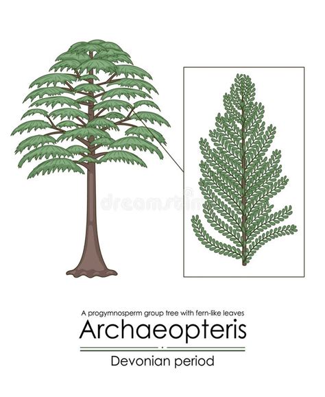 Archaeopteris The Earliest Known Woody Tree Stock Vector Illustration Of Ancient Leaves