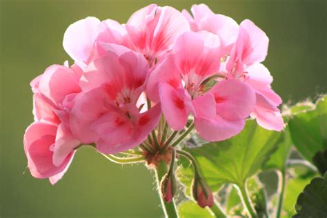 How To Deadhead Geraniums And Why You Need To Wm James And Co Wm James And Co
