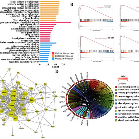 High Expression Levels Of Retinal Development Related Genes After