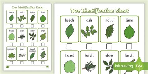 Printable Tree Identification Guide Prntbl Concejomunicipaldechinu Gov Co