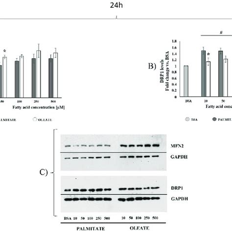 Mitochondrial Dynamics Markers After 24 H Of Exposure Cells Were Download Scientific Diagram