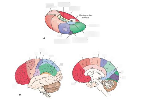 Lesson 14 The Thalamus Diagram Quizlet