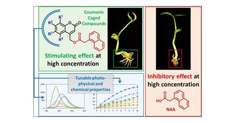 Coumarin Caged Compounds Of 1 Naphthaleneacetic Acid As Light