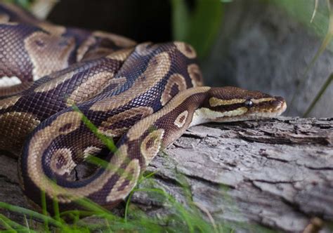 Why Ball Pythons Are Great Beginner Snakes