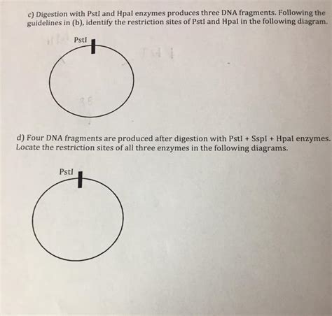 Solved Restriction Mapping Ola Circular Plasmid DNA Below Is Chegg Com