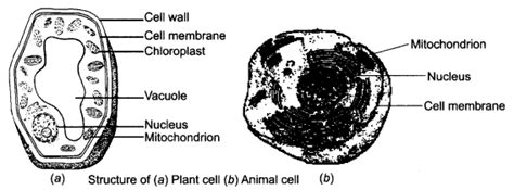 NCERT Solutions For Class Science Chapter Cell Structure And Functions Bhavy Education