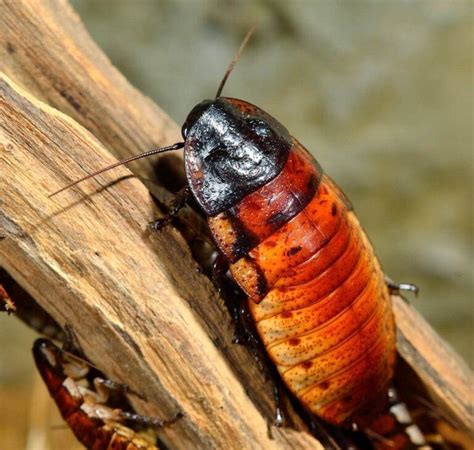 Madagascar Hissing Cockroach Facts Identification Diet And Pictures